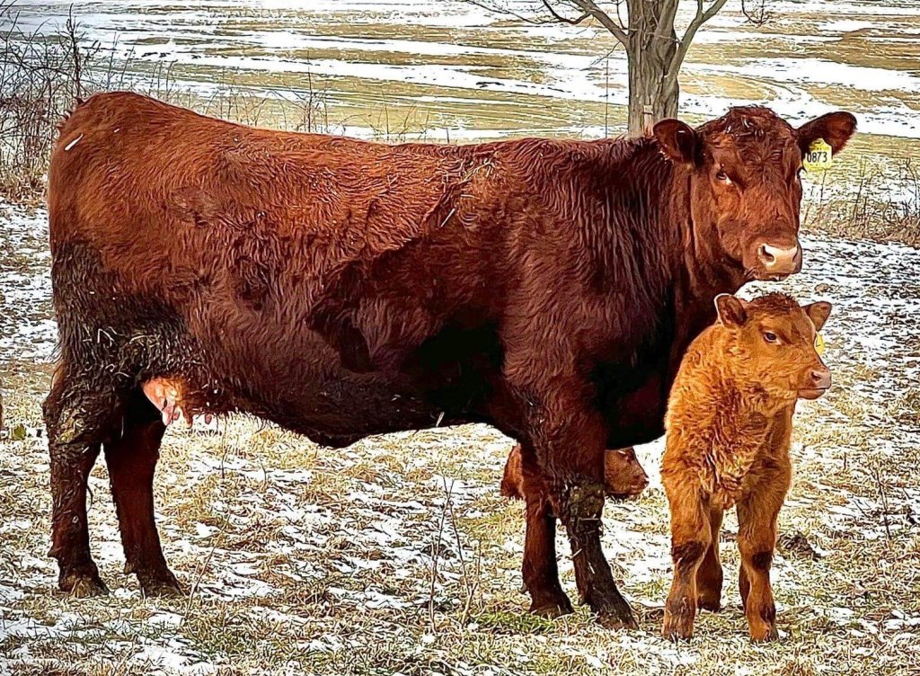 Red Angus Cattle - Pleasant View Farms, Inc.